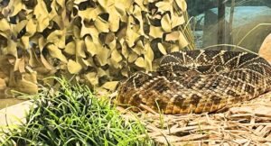5+ Places To See Animals Near Charlotte, NC