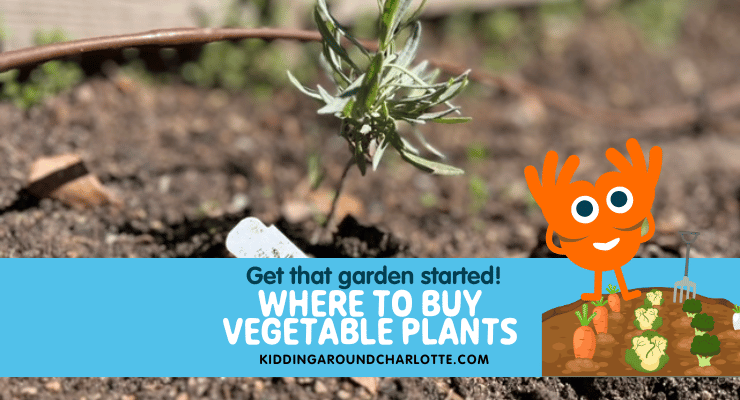Buy Vegetable Plants For Your Backyard Garden in Charlotte, NC